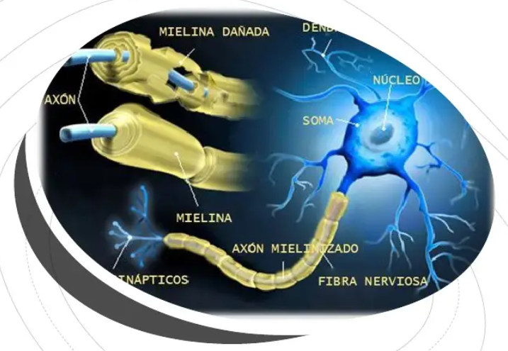 Canales iónicos y Esclerosis múltiple | Adiper || Ayuda a Domicilio